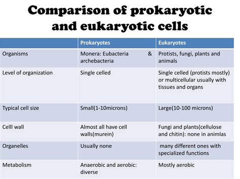 Similarities Between Prokaryotes Eukaryotes