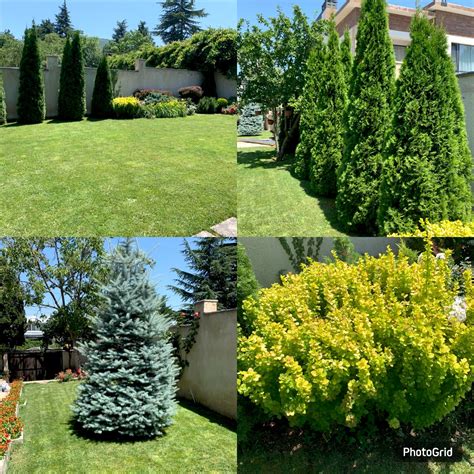 თემურ 🟡 ეს გულთბილა და თვალსაამო ბაღი ზუსტად 8 წლისაა 🟡 ბაღის თვალსაამობა კი მისდამი