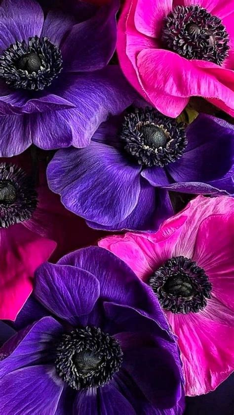 Pin By Nnibiru★ Reptile On Фоны ассорти Floral Wallpaper Phone Flower Phone Wallpaper Flower