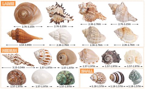 21pcs Hermit Crab Shells Large Medium Small Sea Conch