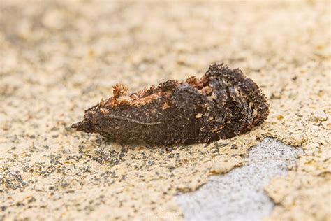 Thaumatotibia Sp Inglourious Reptiles Flickr