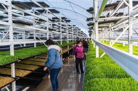 Guide To Hydroponic Fodder Planting Techniques And Solutions