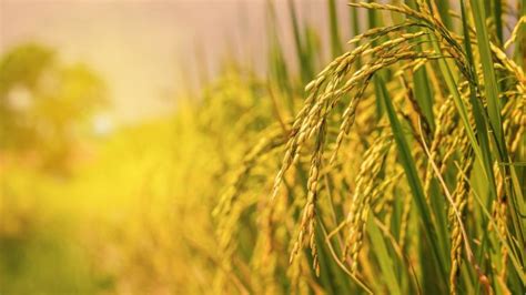 Hình Ảnh Lúa Gạo Việt Nam Vẻ Đẹp Và Ý Nghĩa