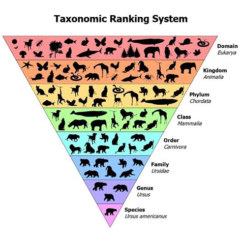Plant And Animal Classification Guide Biological Taxonomy In 2025