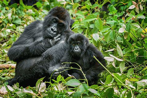 Why You Should Travel To Dr Congo