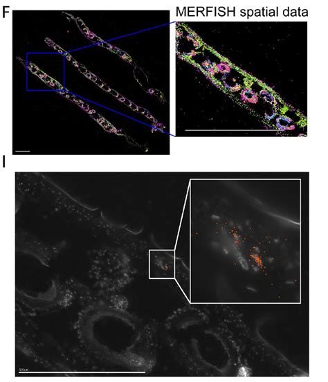 Merscope Merfish Spatialtranscritpomics Plantbiology Vizgen Merscope Merfish Spatialtranscritpomics Plantbiology Vizgen