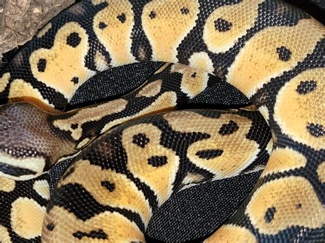 Od Fire Spector Ball Python By Aquatic N Exotic Inc