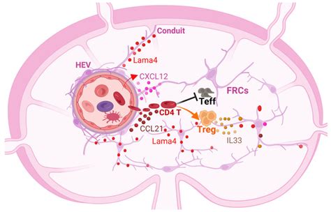 Lymph Node Fibroblastic Reticular Cells Preserve A Tolerogenic Niche In Allograft