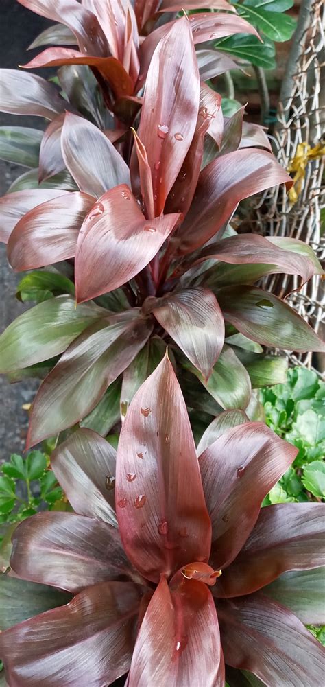 Jennys Cordyline Fruticosa Common Name Broadleaf Palm Lily Good