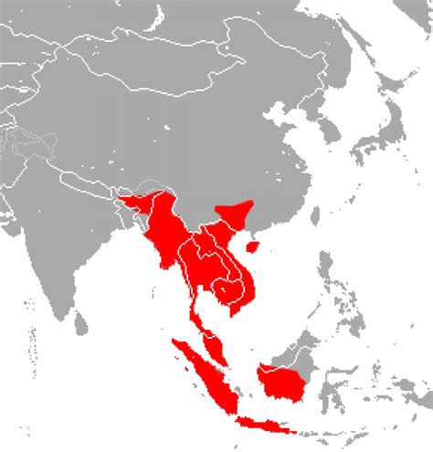 Intermediate Roundleaf Bat Hipposideros Larvatus