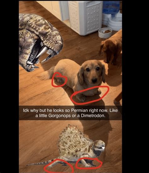 Synapsid Wunkus Rwunkus