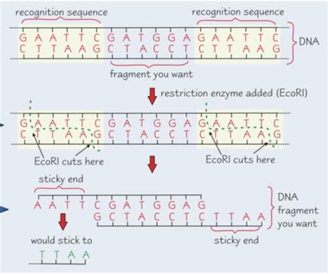 Recombinant Dna Technology Flashcards Quizlet