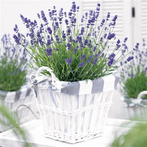 Levanda Gėlių Rojus