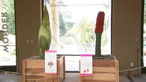 Corpse Flower Blooming Season Stinky Plant On Display At The