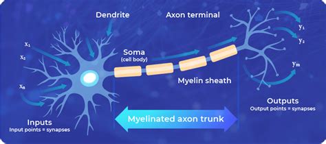 Neuroplasticity In Vitro