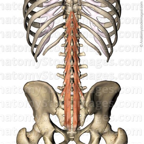 Multifidus Muscle