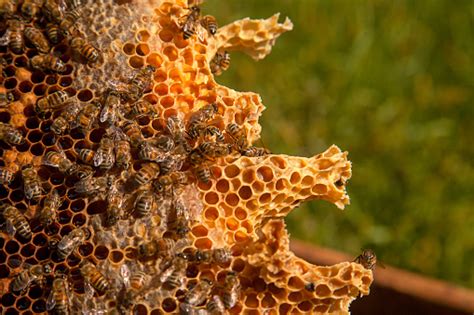 벌집에 벌집에서 일하는 꿀벌 꿀벌 내부 하이브 그들의 젊은에 대 한 밀봉 하 고 열린 세포와 함께 0명에 대한 스톡 사진 및 기타 이미지 Istock