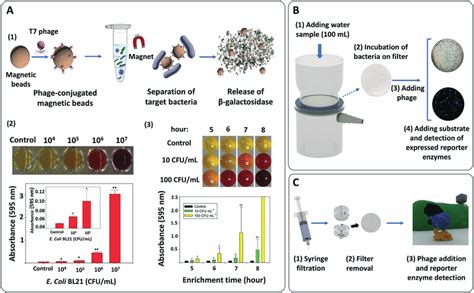Approaches To Improve The Limit Of The Detection Of Phage Based