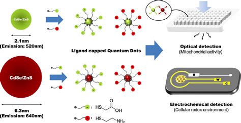 Schematics For The Detection Of Cytotoxicity Of Thioglycolic Acid Ta Download Scientific