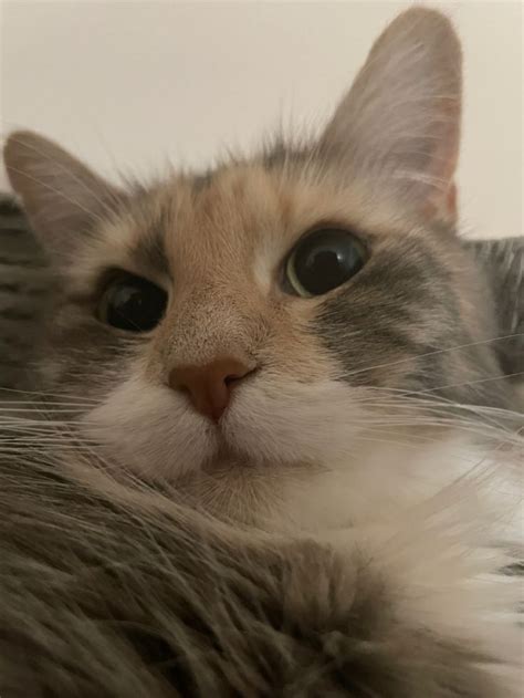 Cats Over Everything Tbh