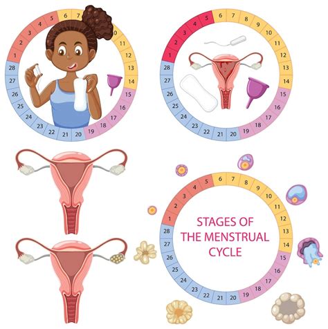 Menstrual Cycle Stages Diagram What Are The Phases Of The Menstrual