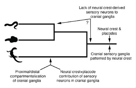 Model For Evolution Of Neural Crest And Placode Associations During Download Scientific