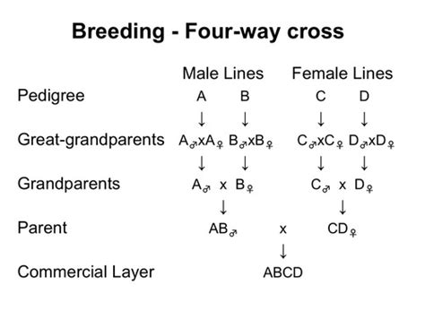 Species Breed And Lineages Flashcards Quizlet