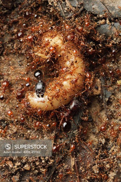 Marauder Ant Pheidologeton Affinis Team Attacking A Beetle Grub With