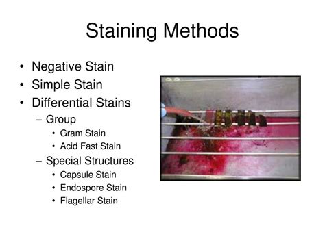 PPT Bacterial Staining PowerPoint Presentation ID 502480