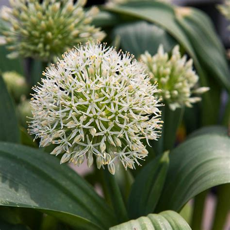 Allium Ivory Queen LÉpicerie Du Jardin