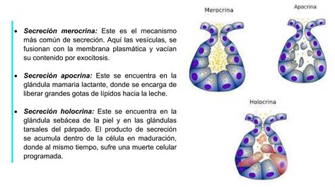 Glandulas Endocrinas Y Exocrinas Ppt