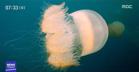 피서철 맞은 남해안에 살인 해파리 주의보 발령