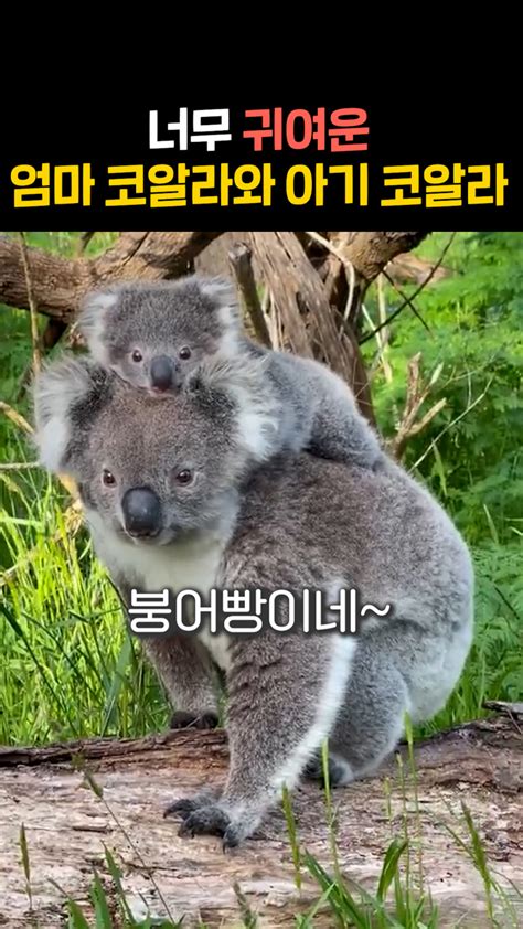 너무 귀여운 엄마 코알라와 아기 코알라 오늘의 숏 Beta