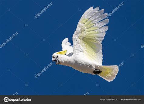 Sulphur Crested Cockatoo Flying