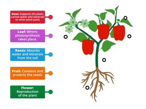 Structure Function Plants Labeled Diagram Th Th Grade Science Labelled Diagram