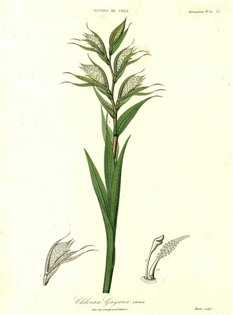 Chloraea Gayana Arich Illustration By Vauthier Gay 1854 Plate 64