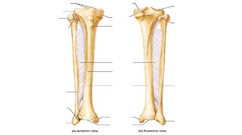 Here Is The Anterior And Posterior Views Of The Tibia