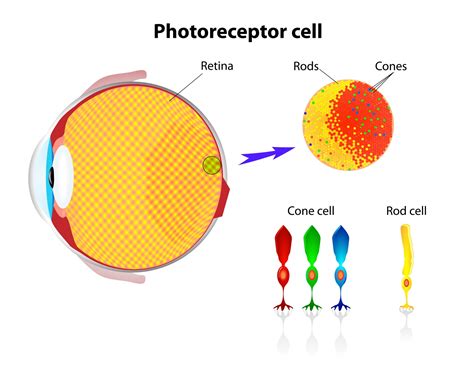 Color Vision In Vertebrates Is Made Possible By Cone Cells