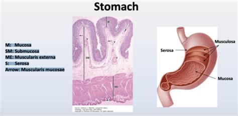 Histology Of The Stomach Flashcards Quizlet