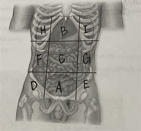 A P Lab Exam 1 Flashcards Quizlet