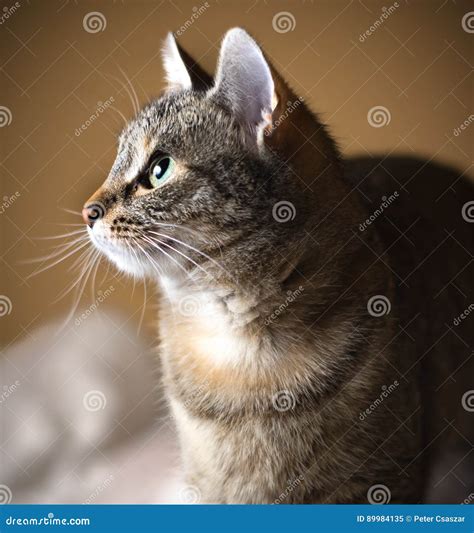 Perfil Del Gato Imagen De Archivo Imagen De Peludo 89984135