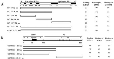 schematic representation of the open reading frame encoding various