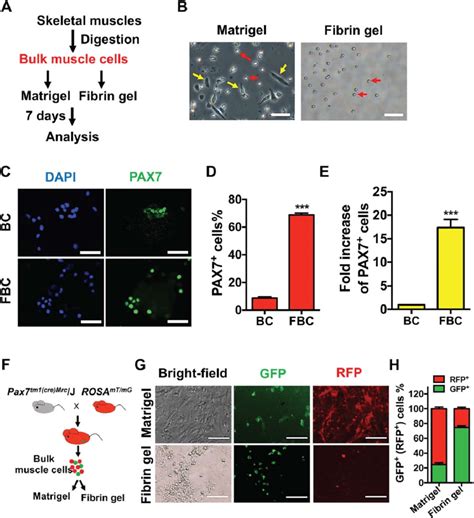 Soft Three Dimensional 3d Fibrin Gel Selectively Expands Skeletal