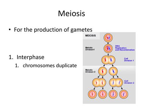 Cell Cycle Ppt Download
