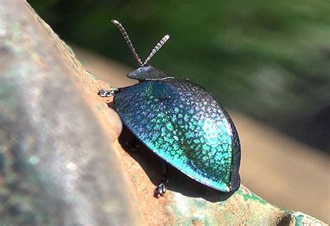 Essential Facts About The Tortoise Beetle What You Need To Know What