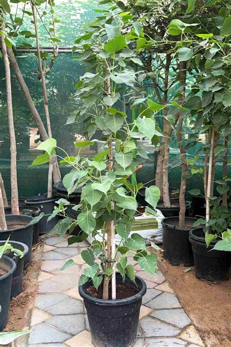 Buy Sacred Fig Tree Online In Uae Plantshopme