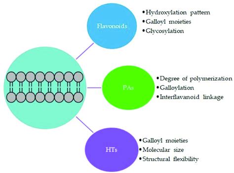 Main Structural Features Of Polyphenols Affecting Their Interactions