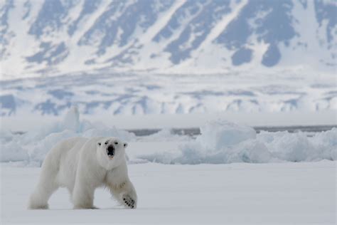 Polar Bear Habitat In Canada And Eastern Alaska Compared At End Of June