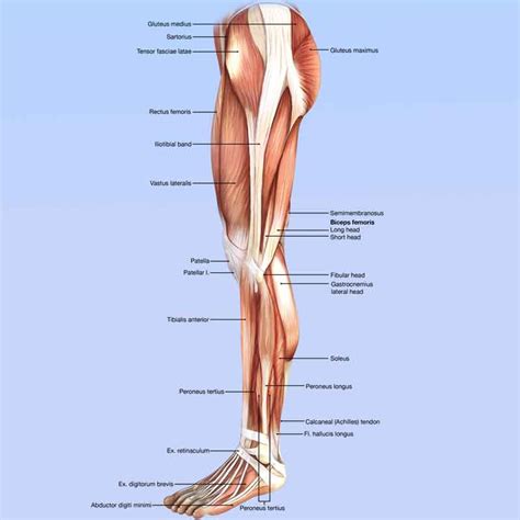 Human Muscular System And Diagrams Anatomical 3d Illustrations