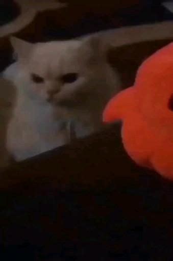 Small Cat Angry Cat  Small Cat Angry Cat Cute Discover And Share S Angry Cat  Cat